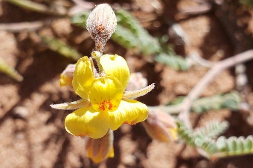 Yellow Wildflower Guide - Petrified Forest National Park (U.S. National ...
