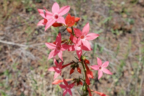 Orange to Red Wildflower Guide - Petrified Forest National Park (U.S ...