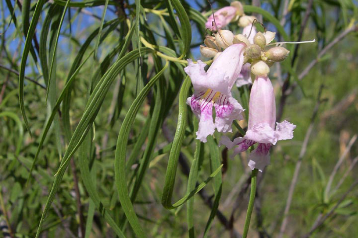 Chilopsis Linearis Leaves