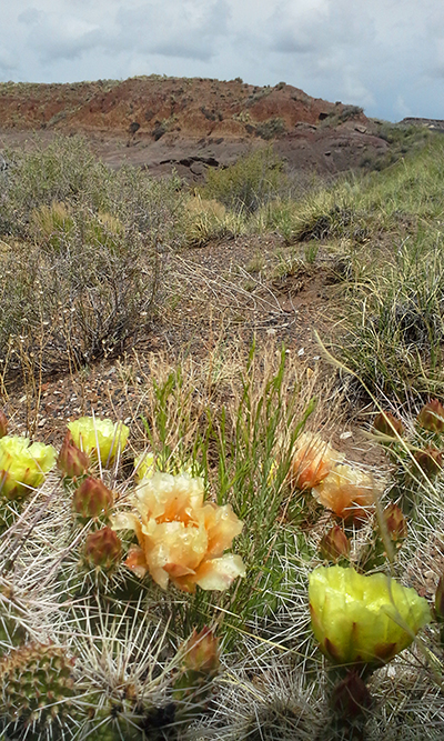 Cacti / Desert Succulents - Petrified Forest National Park (U.S ...
