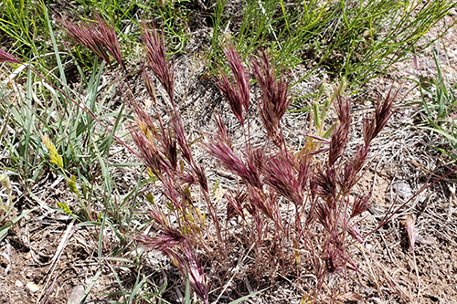 Nonnative Species - Petrified Forest National Park (U.S. National Park ...