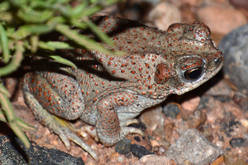 Amphibians - Petrified Forest National Park (U.S. National Park Service)