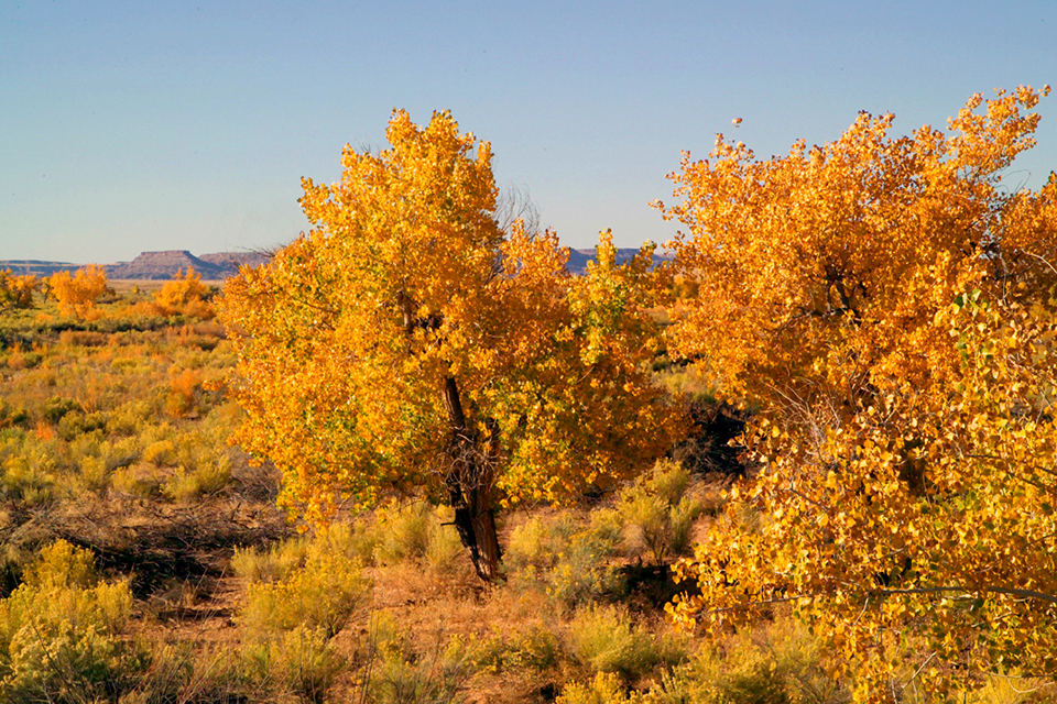 Fremont Cottonwood (Populus fremontii) - Petrified Forest National Park ...