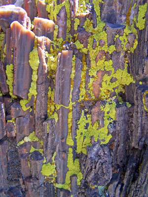 Lichens - Petrified Forest National Park (U.S. National Park Service)