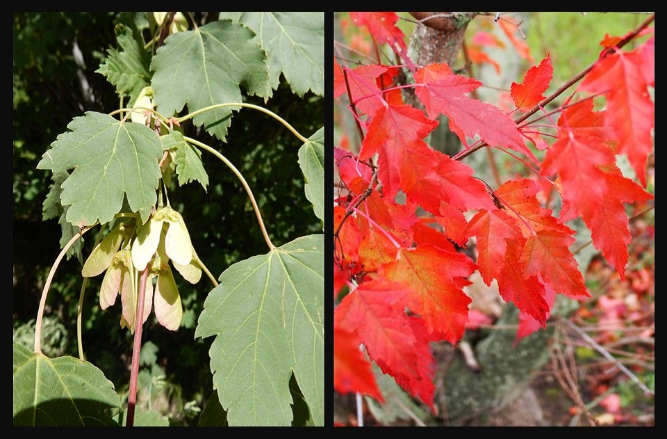 Amur Maple (Acer ginnala) - Petrified Forest National Park (U.S ...