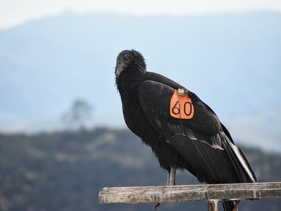 Condors With Orange Tags - Pinnacles National Park (U.S. National Park ...