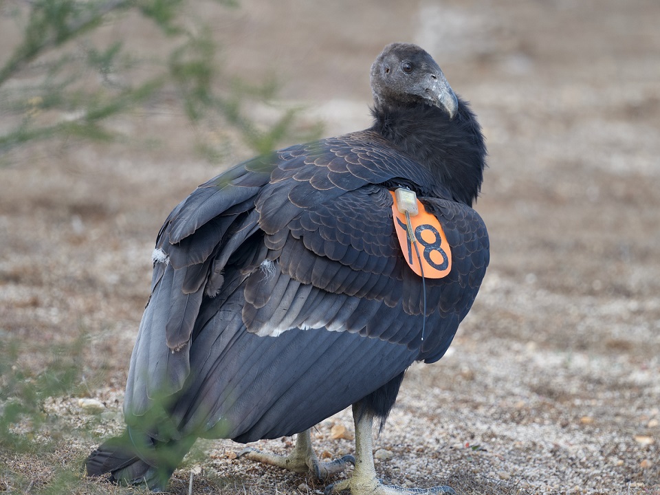 Condors With Orange Tags - Pinnacles National Park (U.S. National Park ...