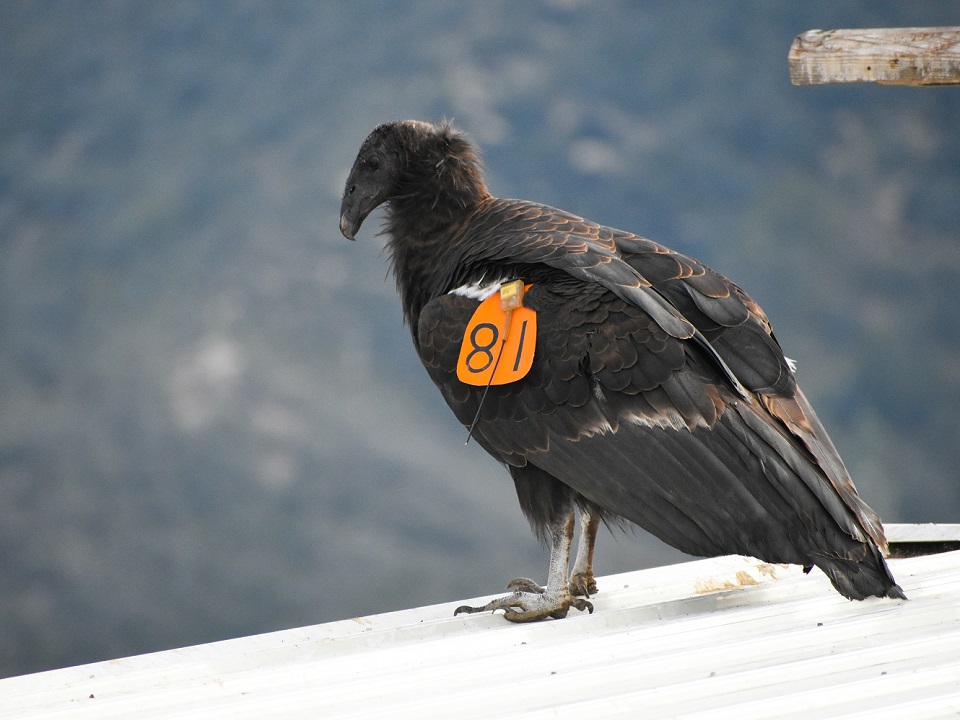Condors With Orange Tags - Pinnacles National Park (U.S. National Park ...