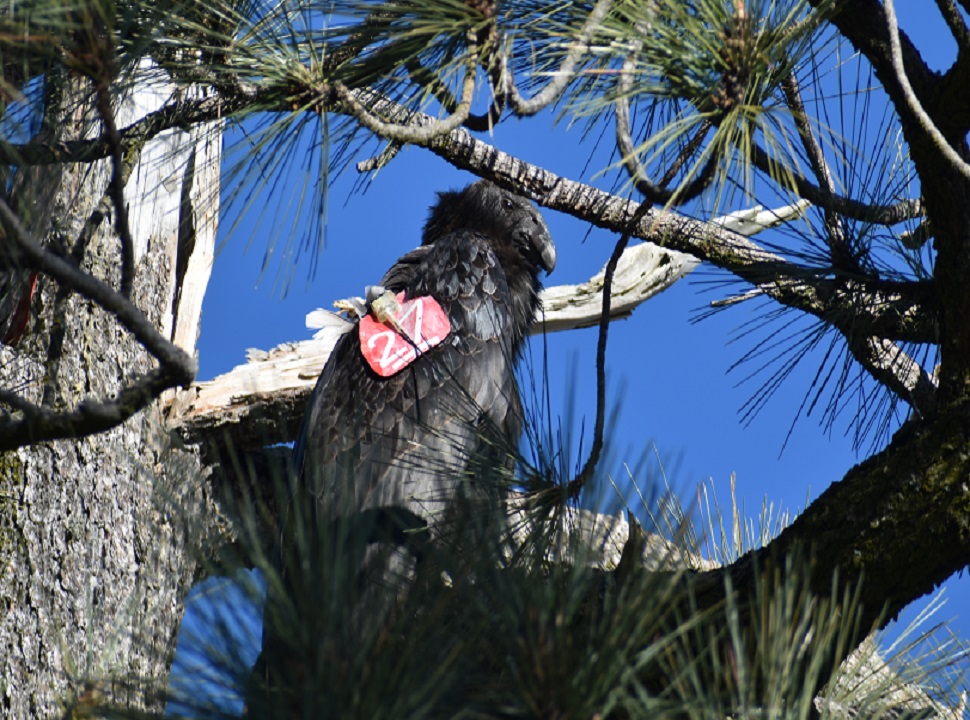 Condors With Red Wing Tags - Pinnacles National Park (U.S. National ...