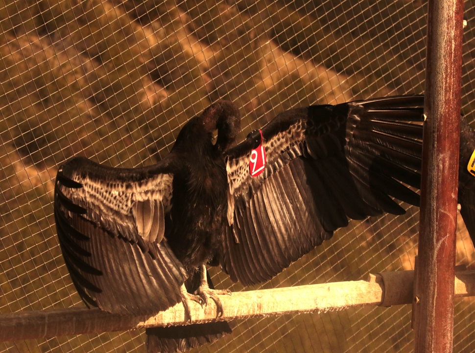Condors With Red Wing Tags - Pinnacles National Park (U.S. National ...