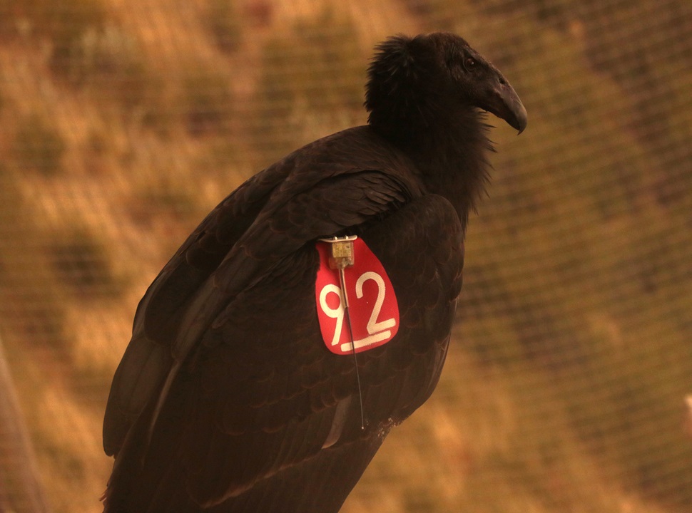 Condors With Red Wing Tags - Pinnacles National Park (U.S. National ...