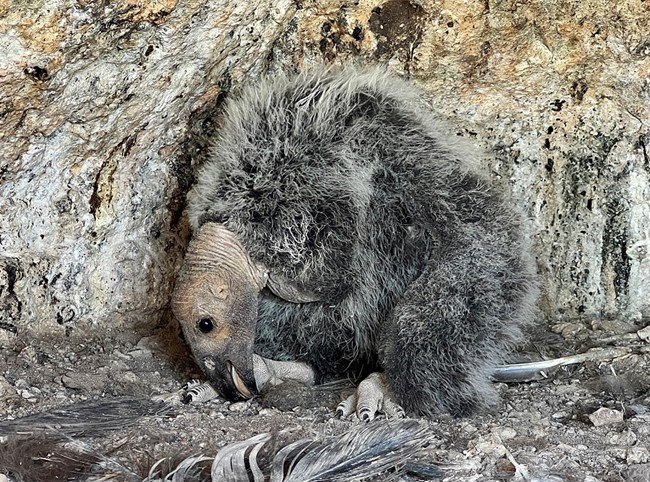 Untagged Condors - Pinnacles National Park (U.S. National Park Service)