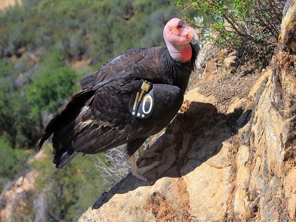 Profiles of the Pinnacles Condors - Pinnacles National Park (U.S ...