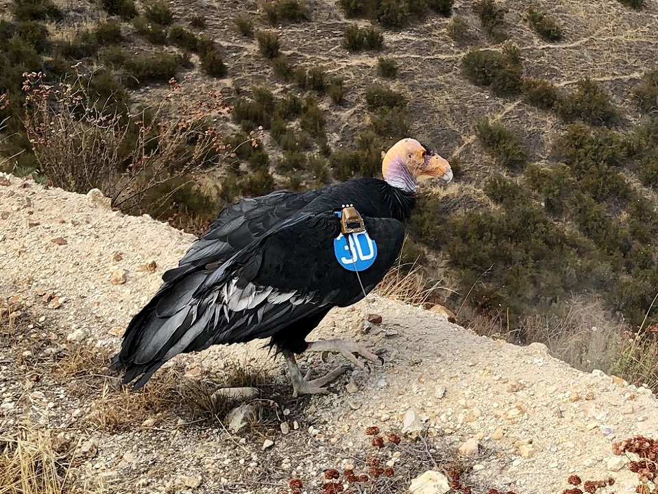 Condors with Blue Tags - Pinnacles National Park (U.S. National Park ...