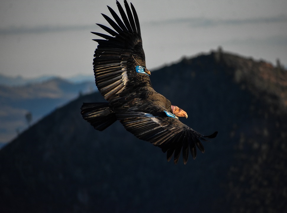 Condors with Blue Tags - Pinnacles National Park (U.S. National Park ...
