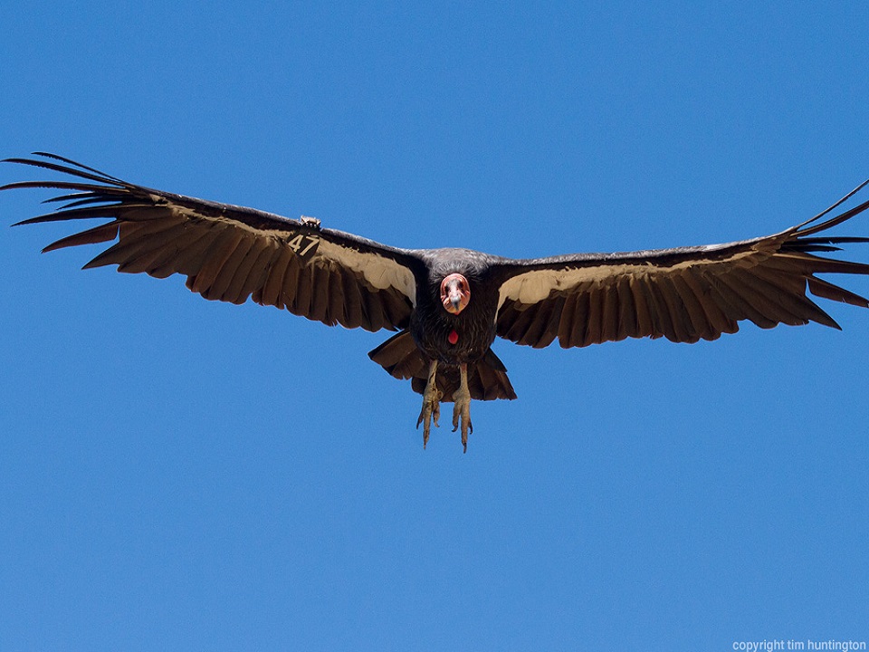 Condors with Black Tags - Pinnacles National Park (U.S. National Park ...