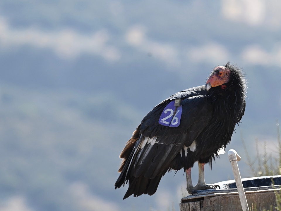 Condors with Purple Tags - Pinnacles National Park (U.S. National Park ...