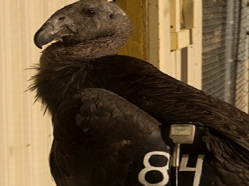 Profiles of the Pinnacles Condors - Pinnacles National Park (U.S ...