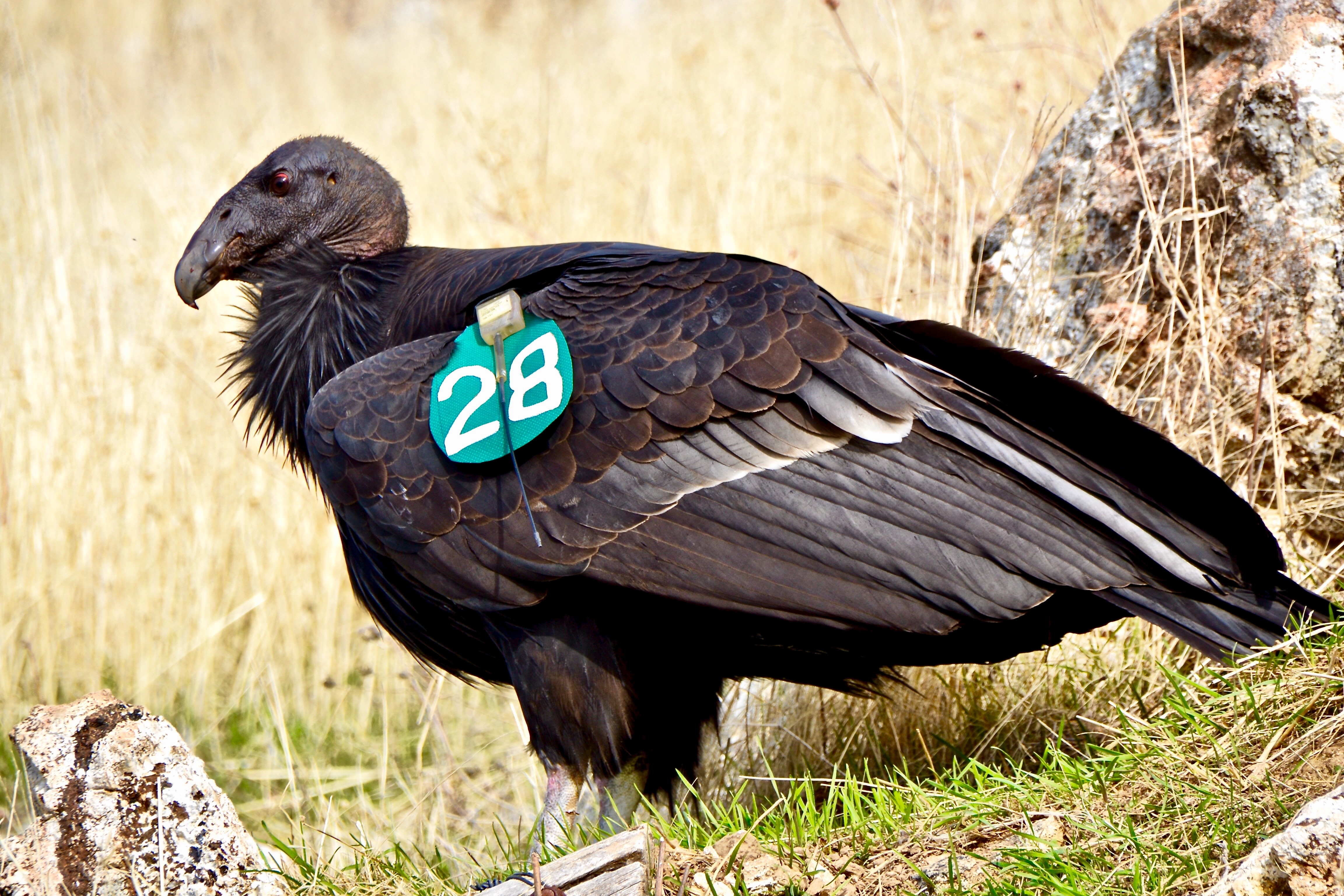 Profiles of the Pinnacles Condors - Pinnacles National Park (U.S ...