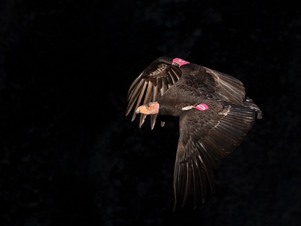 Condors with Pink Tags - Pinnacles National Park (U.S. National Park ...