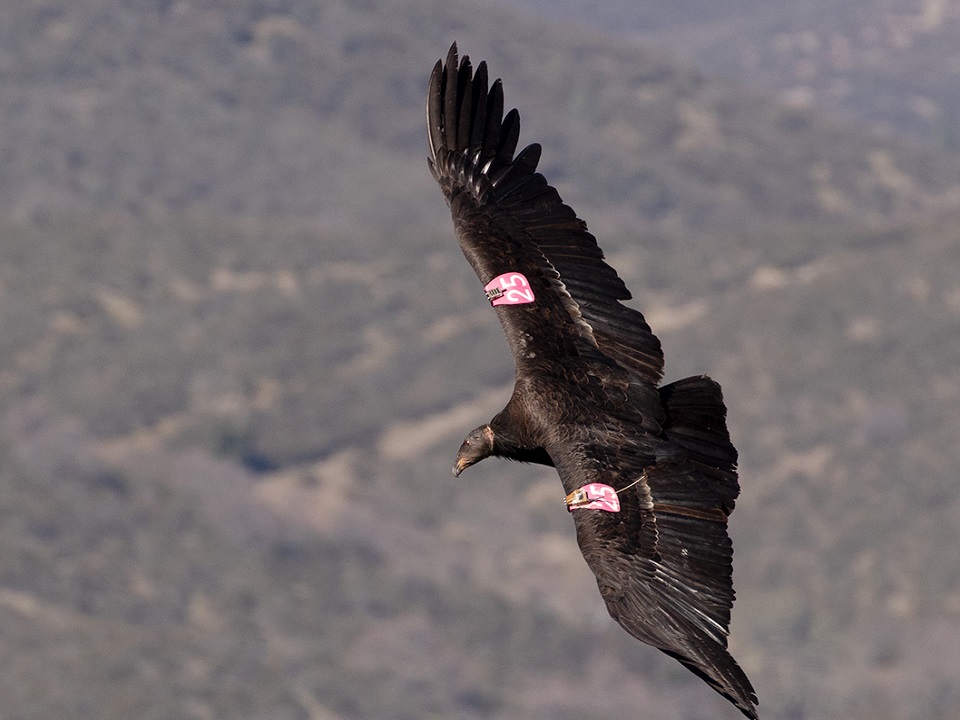 Condors with Pink Tags - Pinnacles National Park (U.S. National Park ...