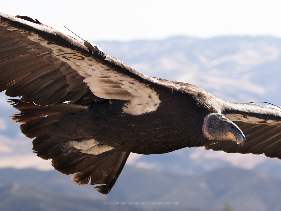 Condors with Tan Tags - Pinnacles National Park (U.S. National Park ...