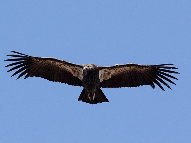 Condors with Tan Tags - Pinnacles National Park (U.S. National Park ...