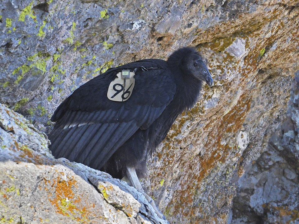 Condors with Tan Tags - Pinnacles National Park (U.S. National Park ...
