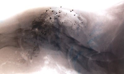 Lead Bullet Risks for Wildlife & Humans - Pinnacles National Park (U.S ...