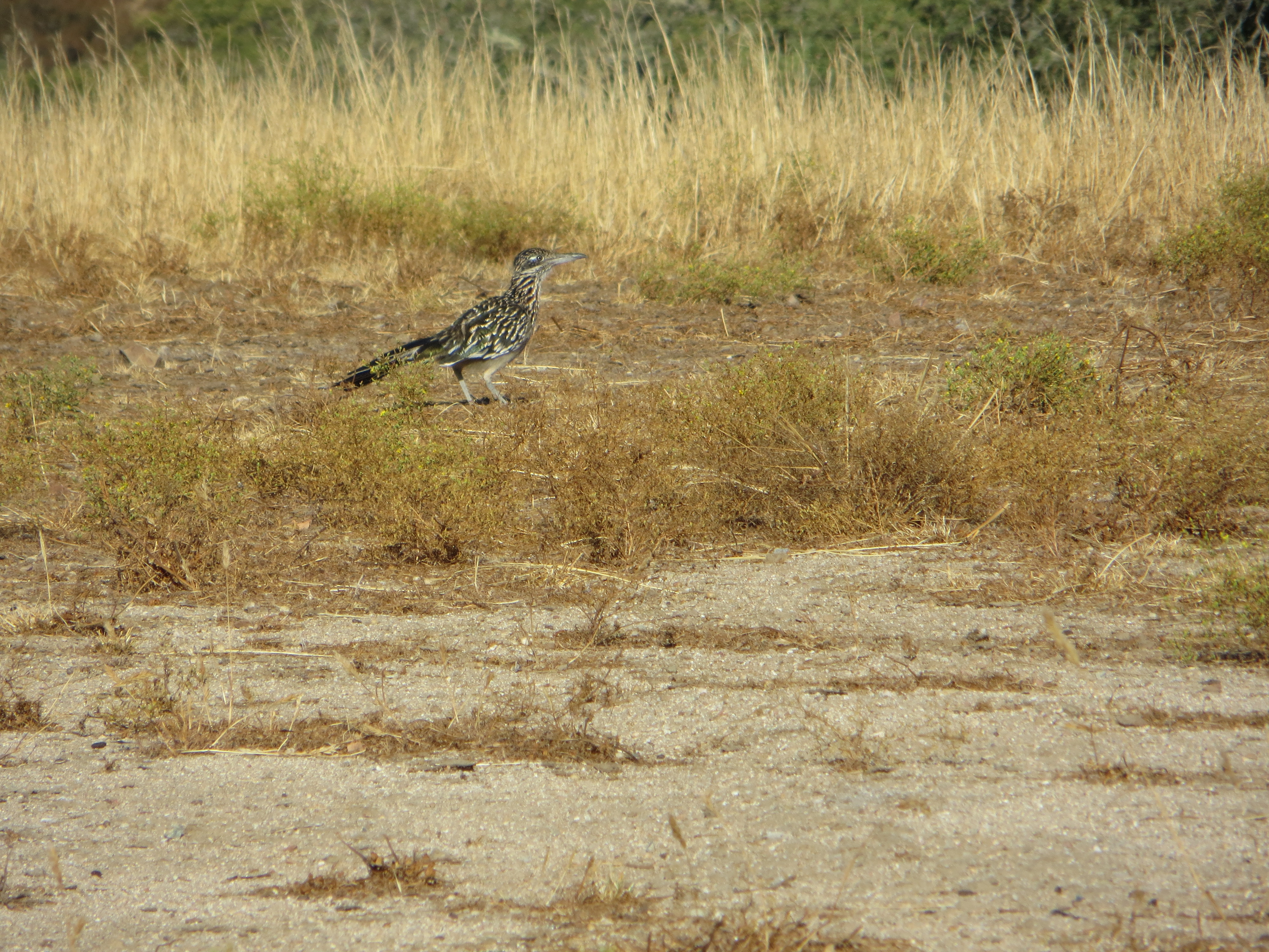 Greater Roadrunner - Pinnacles National Park (U.S. National Park Service)