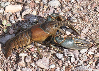 Crustaceans - Pipestone National Monument (U.S. National Park Service)