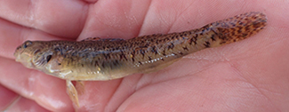Fish - Pipestone National Monument (U.S. National Park Service)