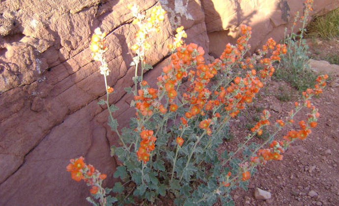 Desert Globemallow - Pipe Spring National Monument (U.S. National Park ...
