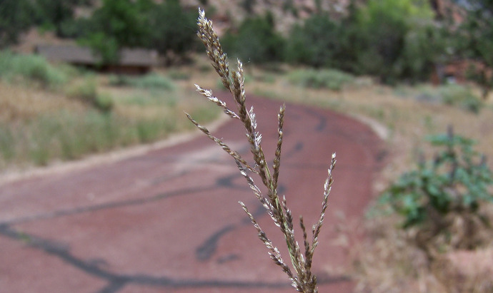 Sand Dropseed - Pipe Spring National Monument (U.S. National Park Service)