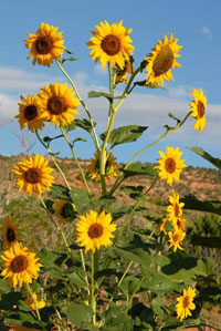 Revegetation Panel - Pipe Spring National Monument (U.S. National Park ...