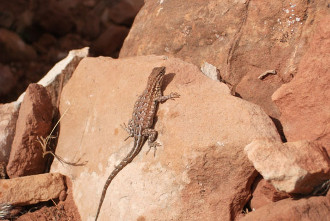 Lizards - Pipe Spring National Monument (U.S. National Park Service)