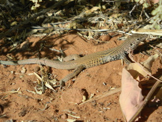 Lizards - Pipe Spring National Monument (U.S. National Park Service)