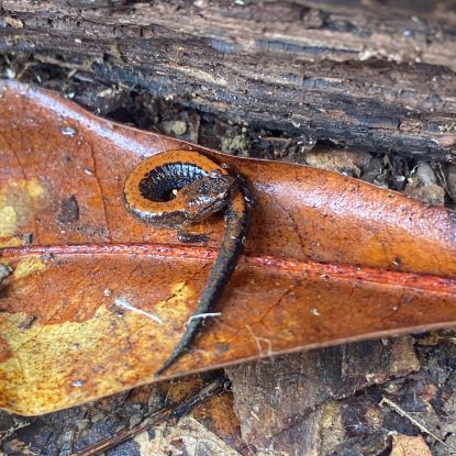 Amphibians of PHT - Potomac Heritage National Scenic Trail (U.S ...