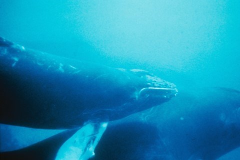 Gray Whales at Point Reyes - Point Reyes National Seashore (U.S ...