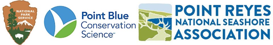 Snowy Plovers at Point Reyes - Point Reyes National Seashore (U.S ...