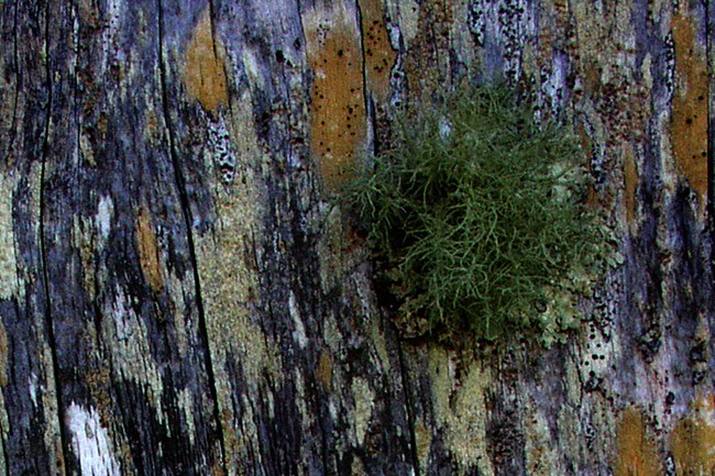 Lichens - Point Reyes National Seashore (U.S. National Park Service)