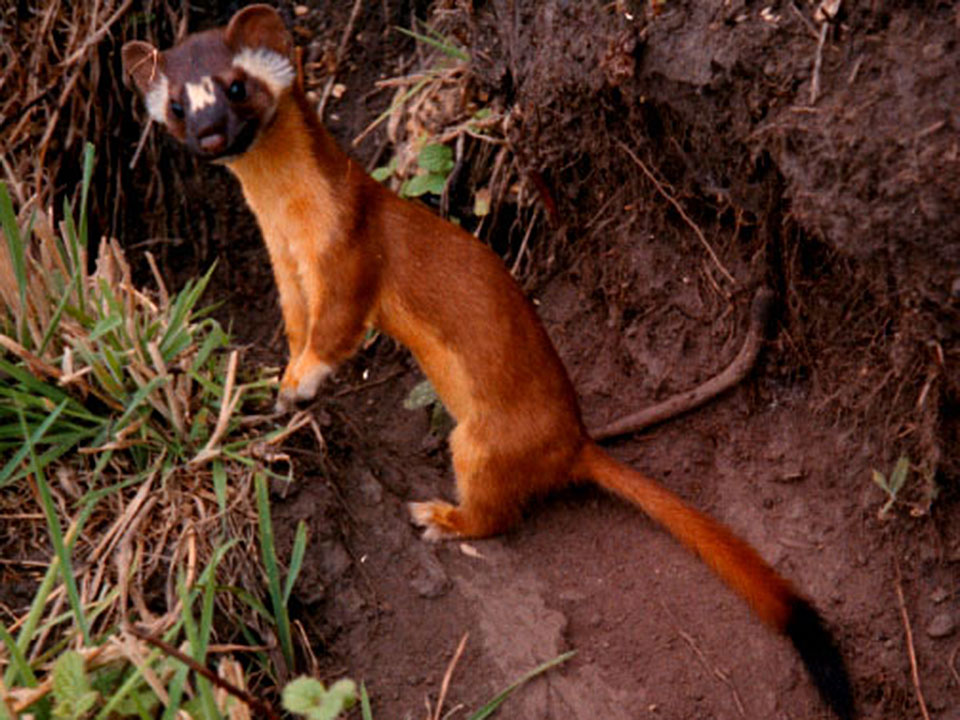 California Weasel