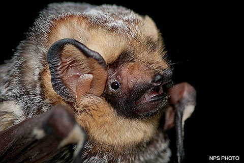 Bats - Point Reyes National Seashore (U.S. National Park Service)