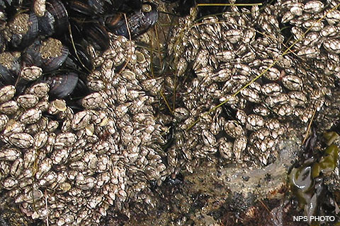 Subphylum Crustacea Barnacles