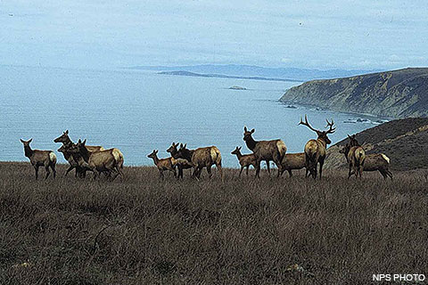Viewing Tule Elk - Point Reyes National Seashore (U.S. National Park ...