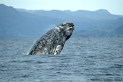Gray Whales at Point Reyes - Point Reyes National Seashore (U.S ...