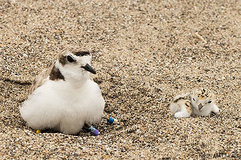 Snowy Plovers at Point Reyes - Point Reyes National Seashore (U.S ...