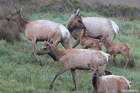 Tule Elk - Point Reyes National Seashore (U.S. National Park Service)