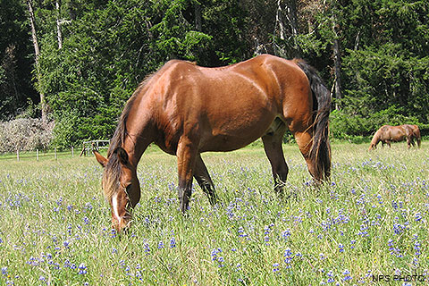 Morgan Horse Ranch - Point Reyes National Seashore (U.S. National Park ...
