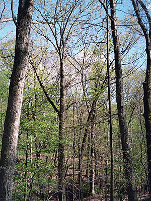 National Natural Landmarks by county - National Natural Landmarks (U.S ...